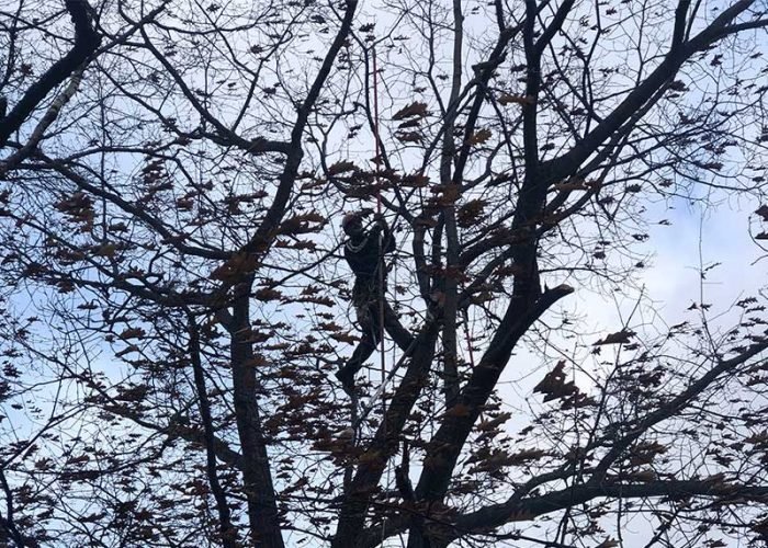 The Arbor Tree Service | Professional Arborists Providing Tree Services